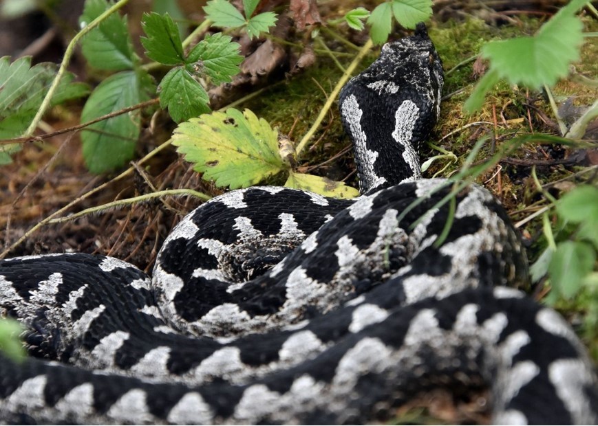 Heimische Schlangen - Land Niederösterreich