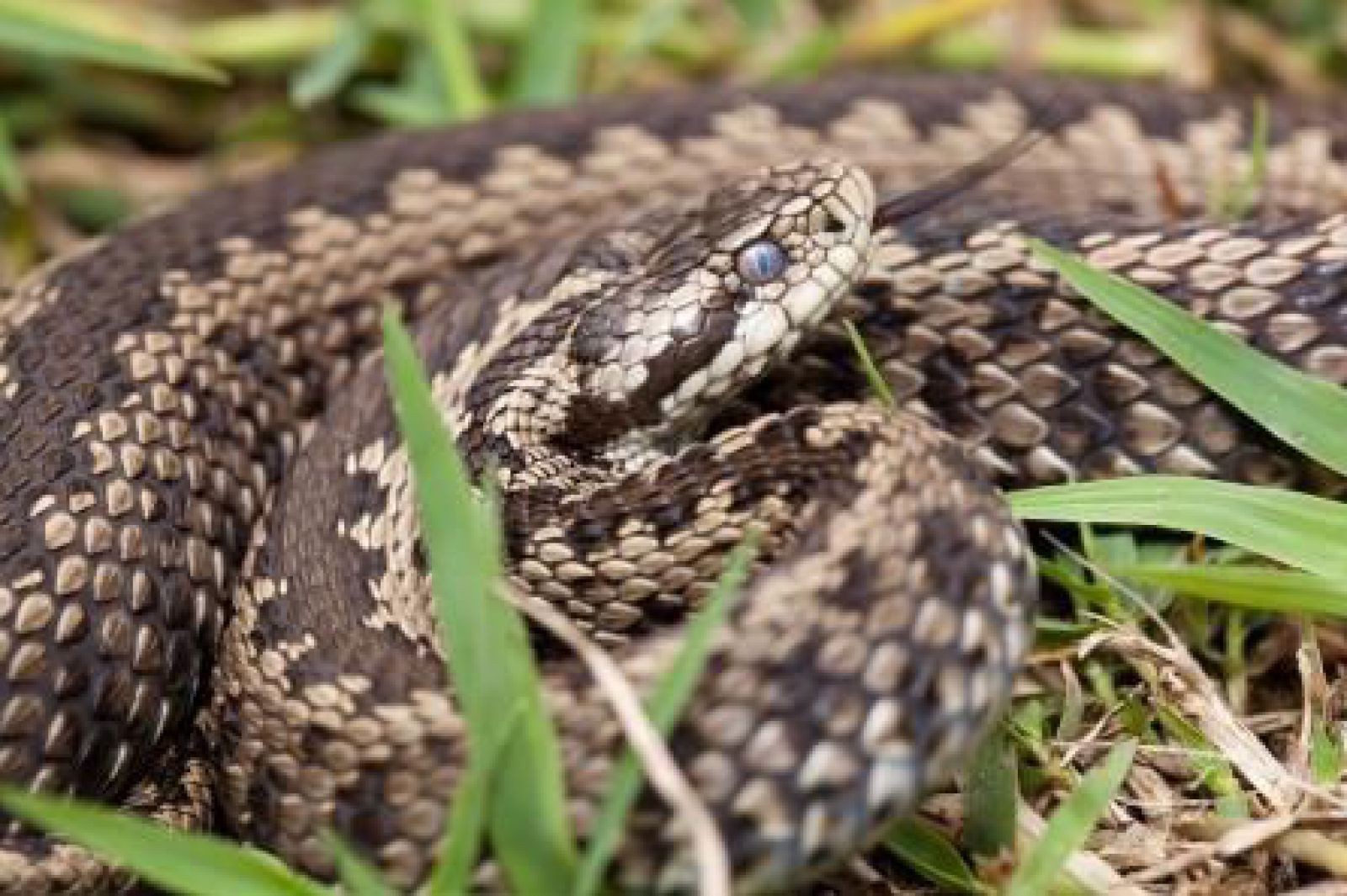 Heimische Schlangen - Land Niederösterreich